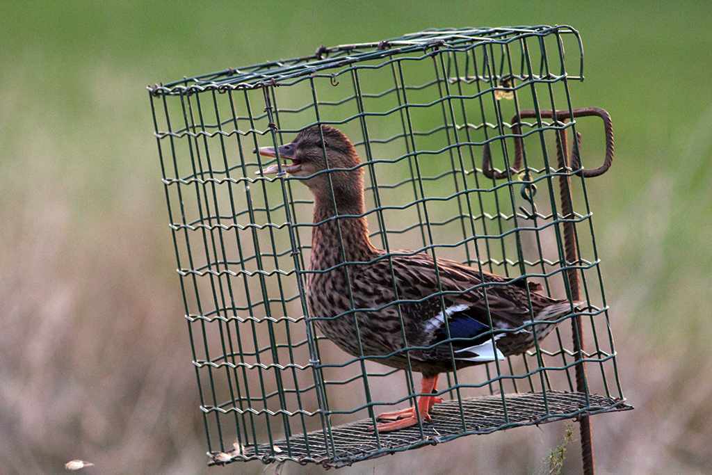 5 astuces pour préparer ses appelants pour l’hiver - Le blog ...