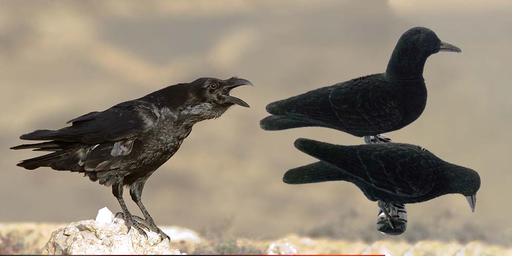 Des nouvelles formes de corbeaux pour un attelage irrésistible - Le ...